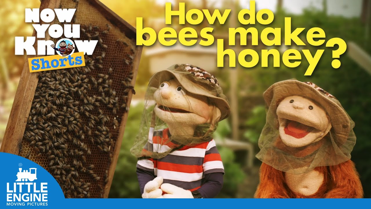🐝How do Bees Make Honey🍯 | Now You Know | Learning for Kids 🧑🏻🐵 - YouTube