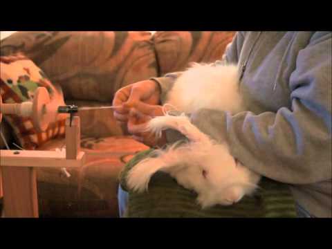 Spinning Wool right from the rabbit - YouTube