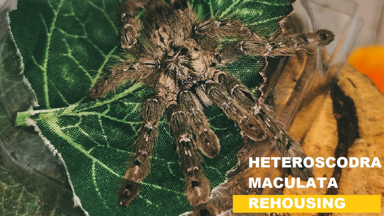 Tarantula Rehousing Heteroscodra Maculata - YouTube