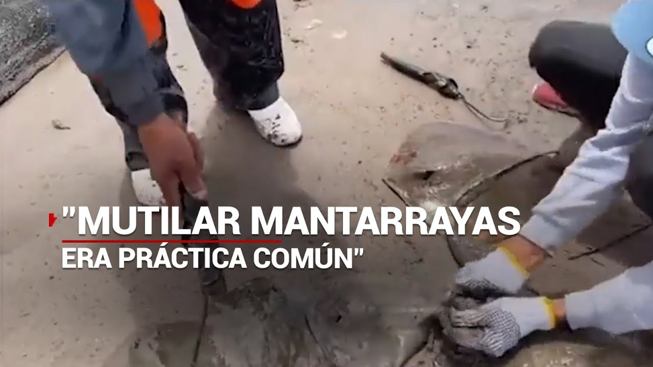 "Mutilar mantarrayas era una práctica común" | Hablan alcalde de ...