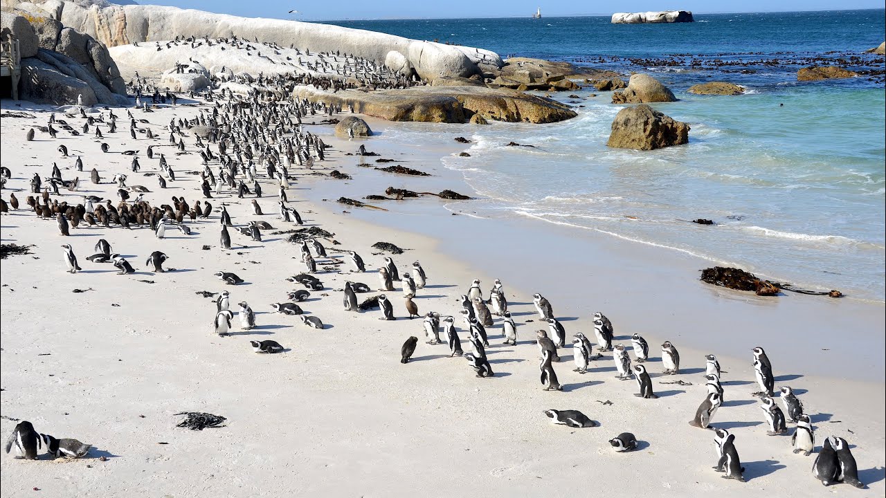 Boulders Beach || Cape Point || Penguin - YouTube