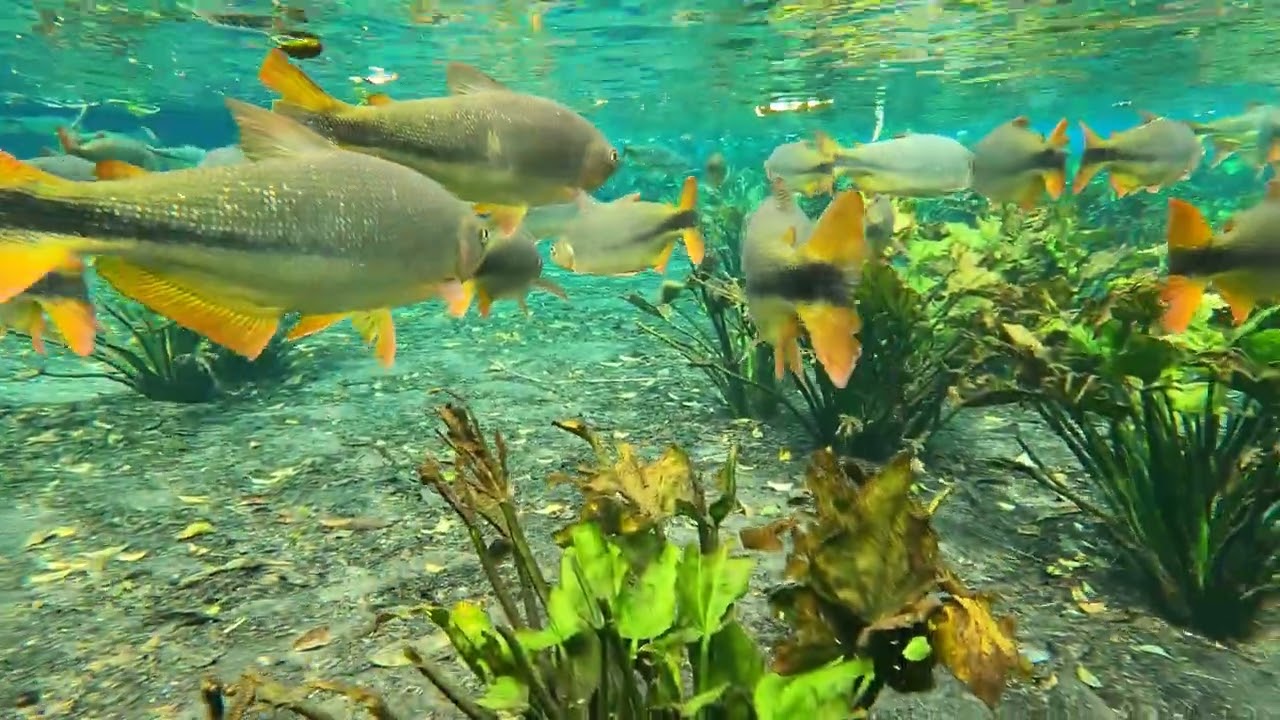 Bonito - Brasil - Brazil - snorkel, fresh water river - YouTube