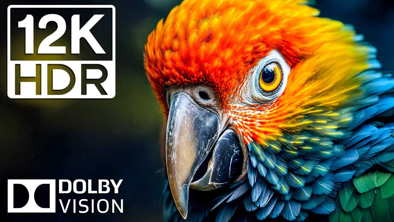 Wonderful The Kingdom of Birds - 12K HDR Dolby Vision 120FPS Ultra HD ...