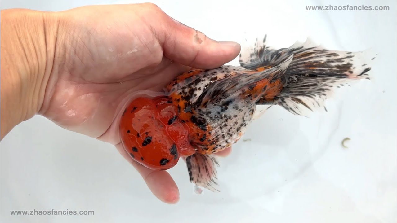 Big and bright red crown on this Zhao’s Calico Crown Pearlscale 😍 - YouTube