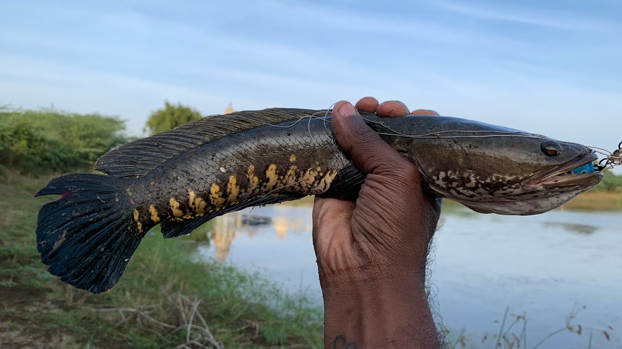 Caperlan Frog Lure_ல் பிடித்த 4 விரால் மீன்கள்🌻 Snakehead Fishing ...