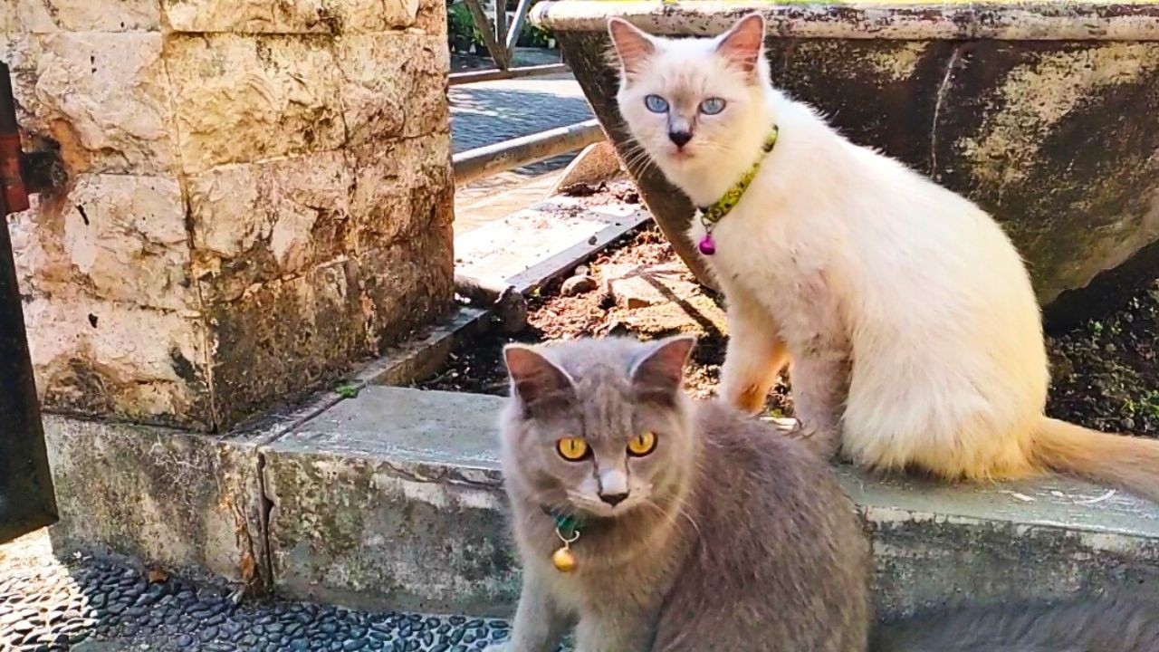 Why Did One Cat Skip the Morning Patrol? - YouTube