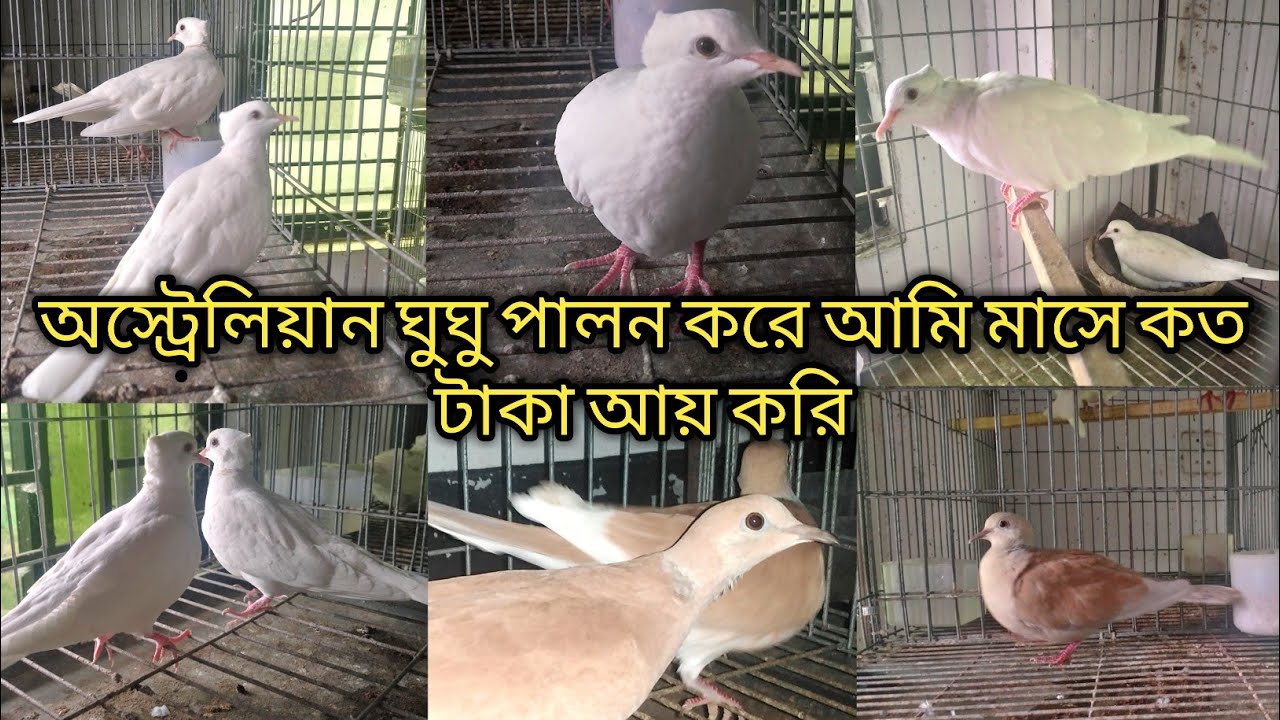 অস্ট্রেলিয়ান ঘুঘু পালন পদ্ধতি ও দাম | Dove Rearing Method | SK AVIARY & AGRO - YouTube