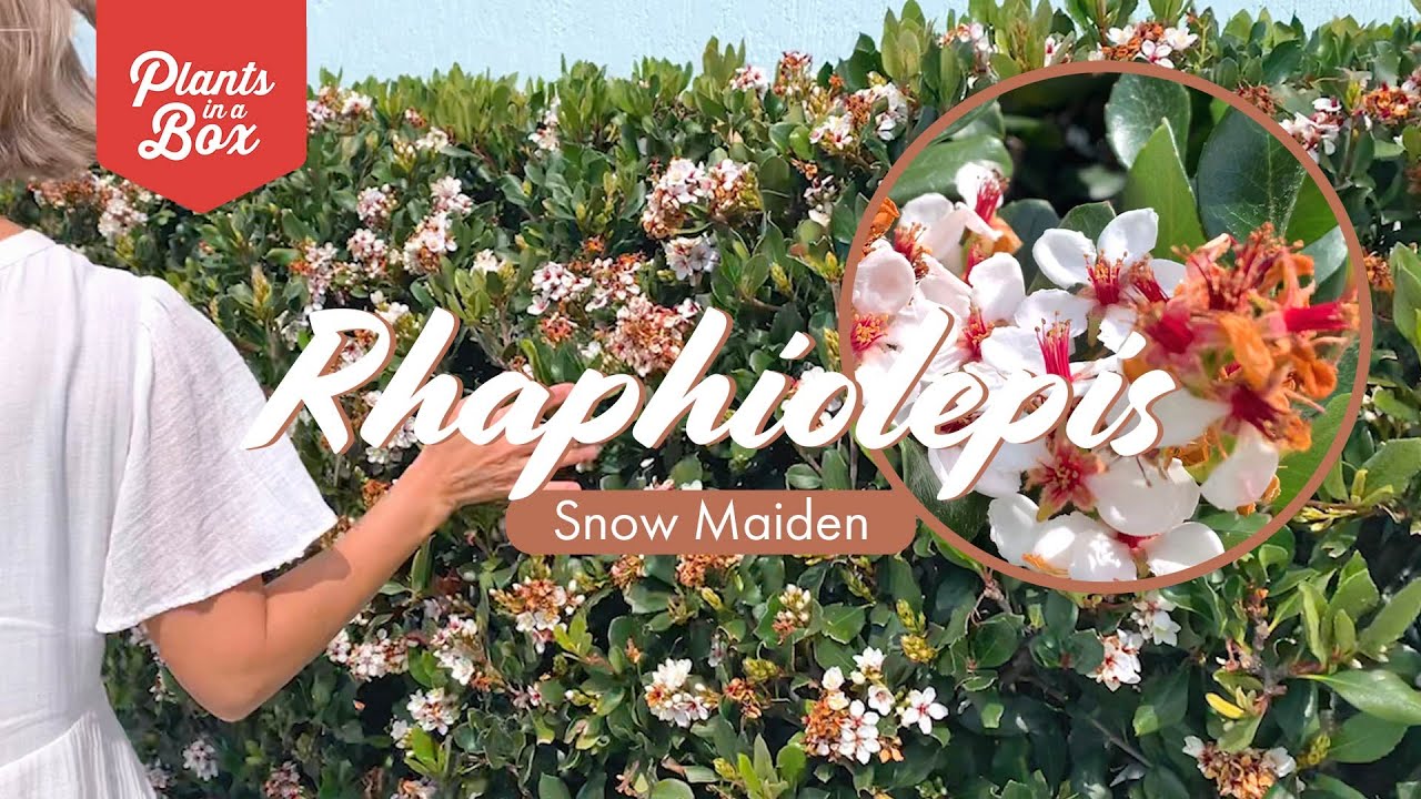 Plant tour: Rhaphiolepis Snow Maiden - YouTube