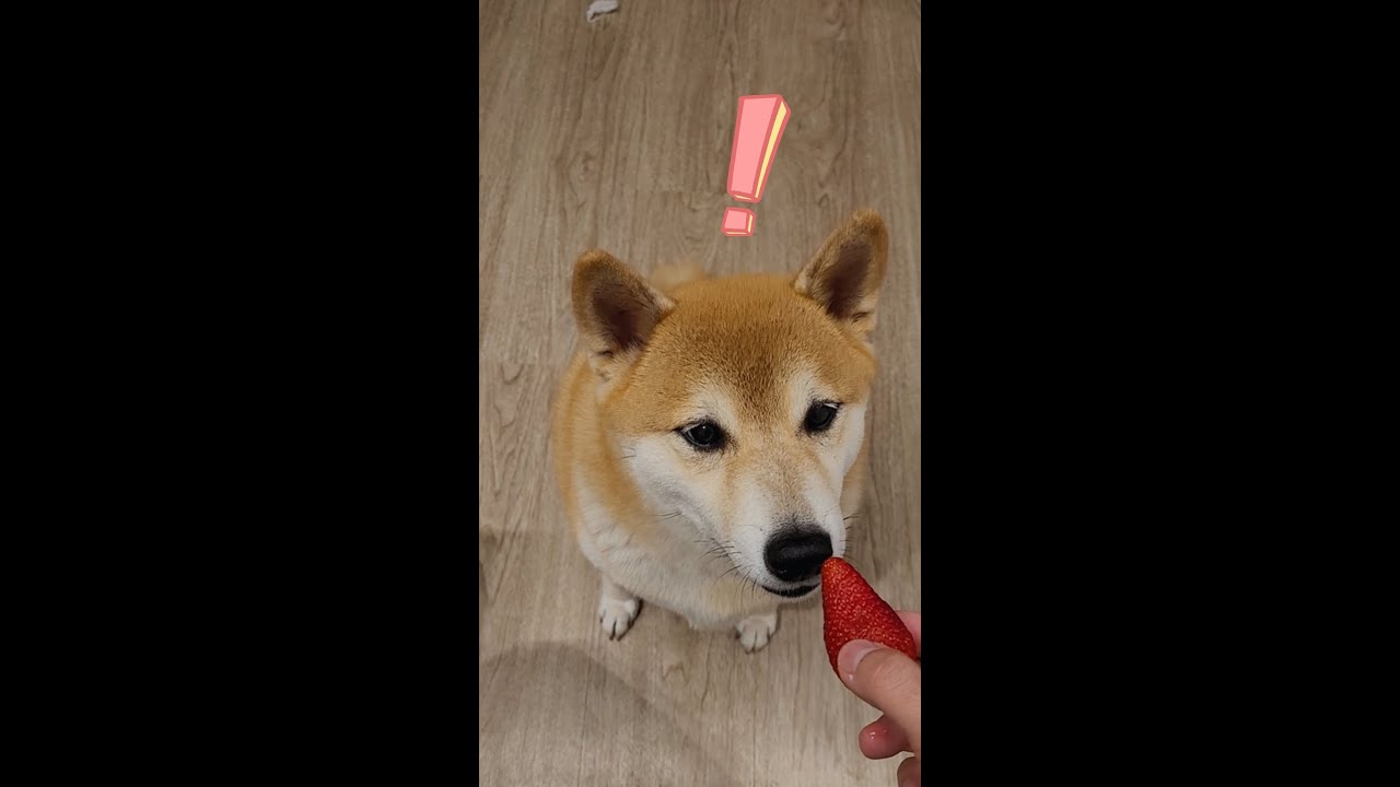 Shiba biting strawberry. - YouTube