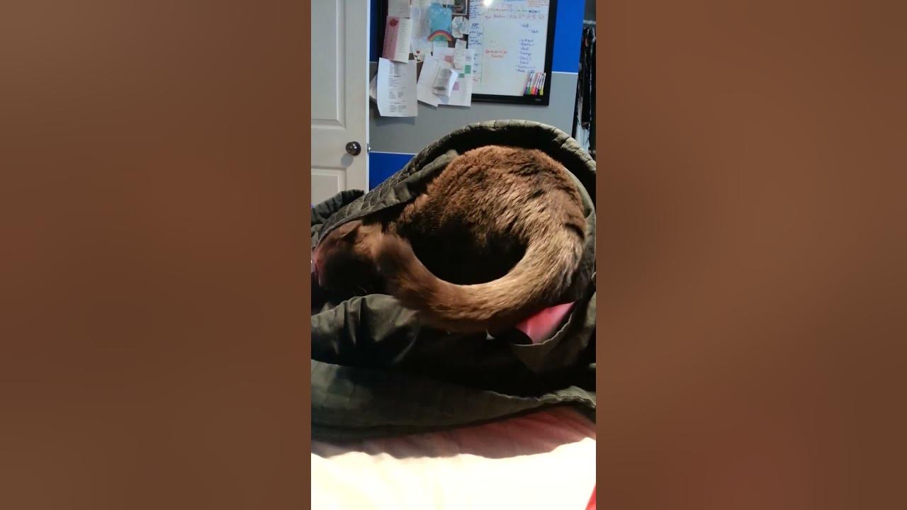 Cat Getting Ready For Bed Cute Youtube