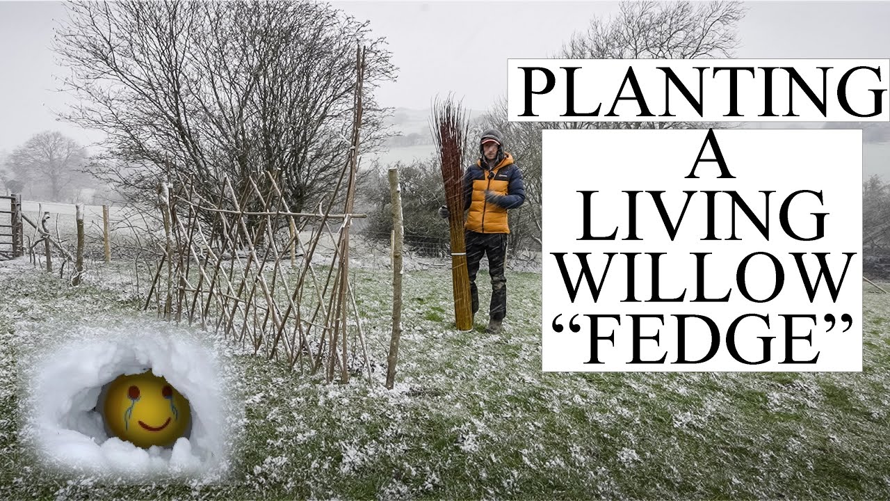 My Dream Smallholding: Planting a living Willow "fedge" - Super warm ...