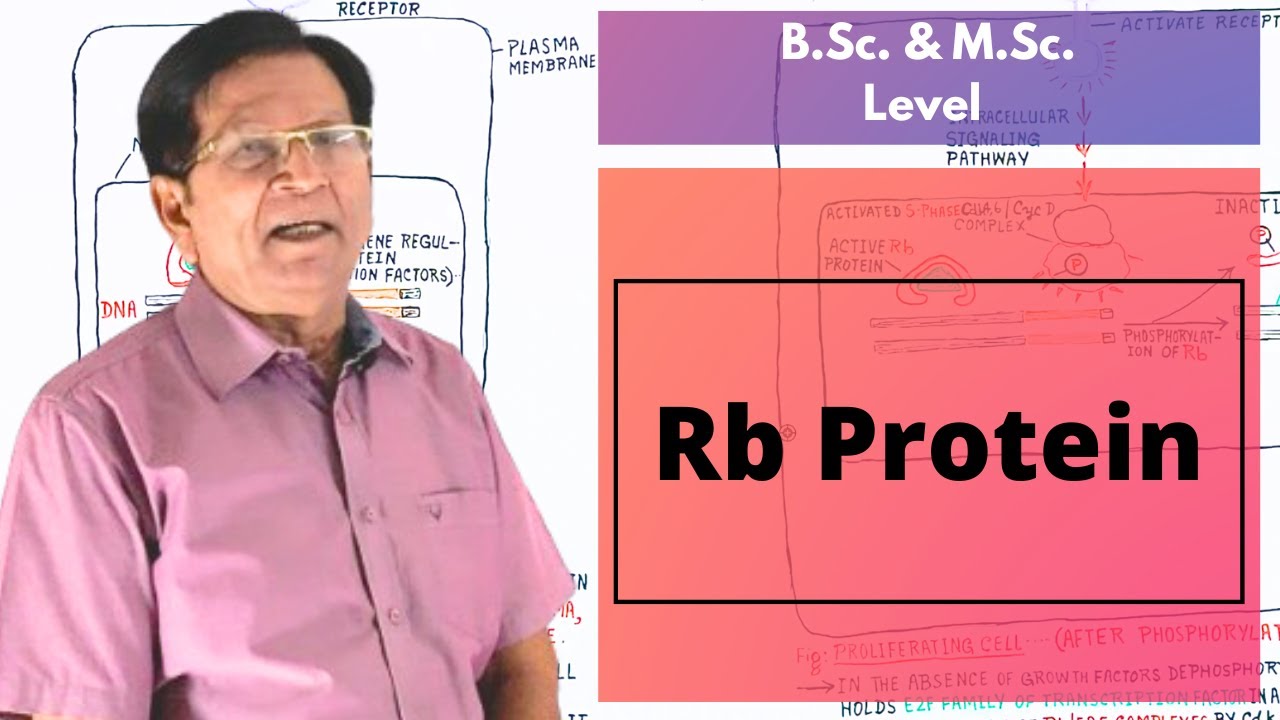 Rb Protein || B.Sc. & M.Sc. Level - YouTube