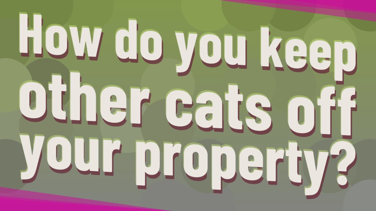 How Do You Keep Other Cats Off Your Property YouTube how-do-you-keep-other-cats-off-your-property-youtube