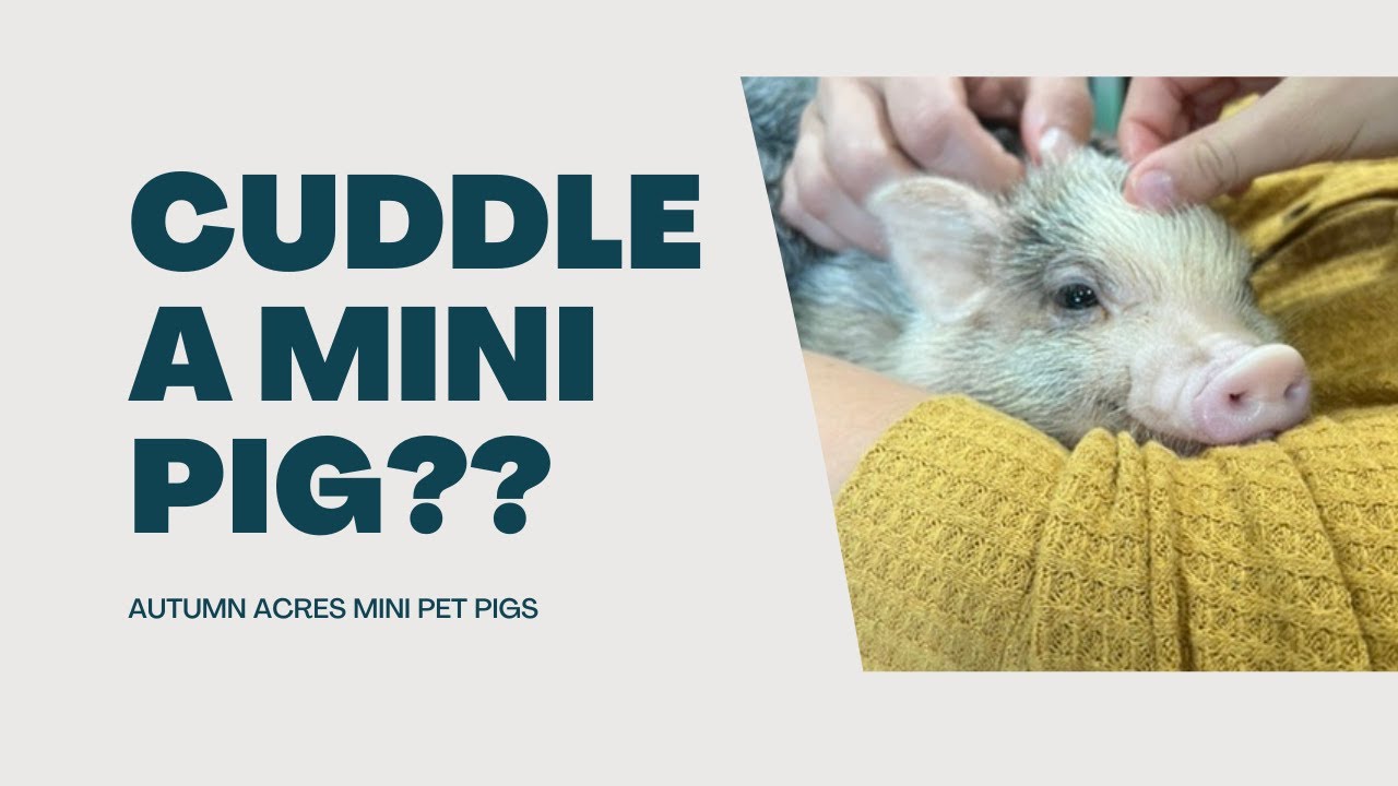 Mini Pigs: Do They Like to Cuddle? - YouTube