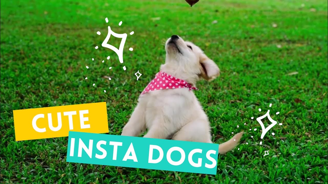 Super cute dogs & puppies from Insta 🤣 - YouTube