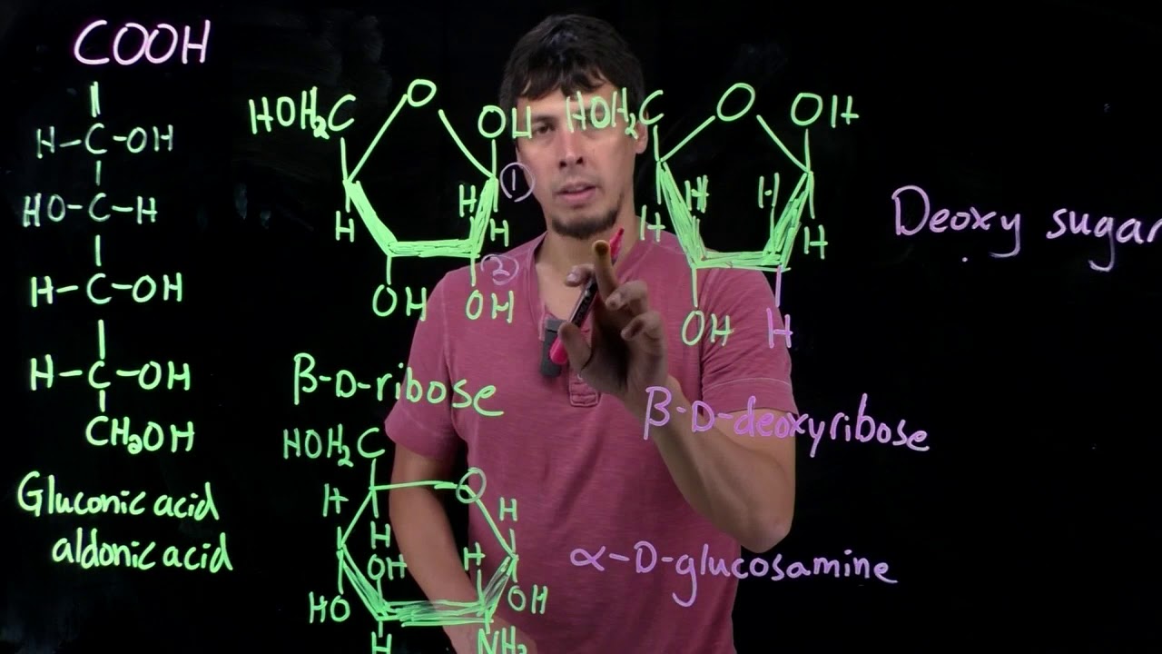Topic 9.7 - Sugar modifications - YouTube