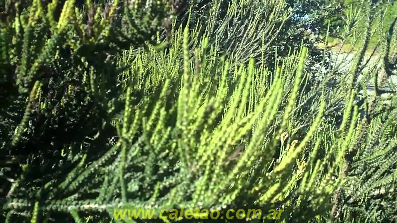 «Mata Negra (junellia tridens) -2012-» - YouTube