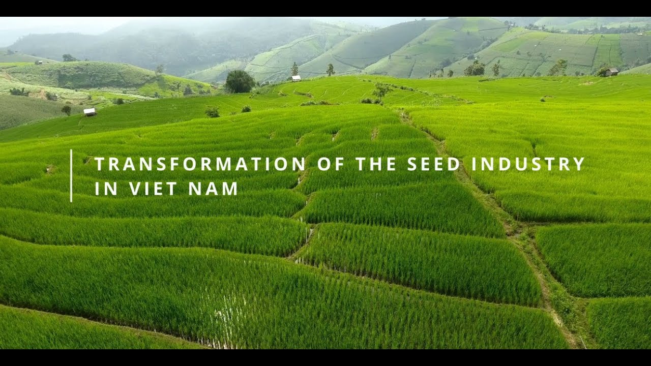 Transformation of the seed sector in Viet Nam - YouTube
