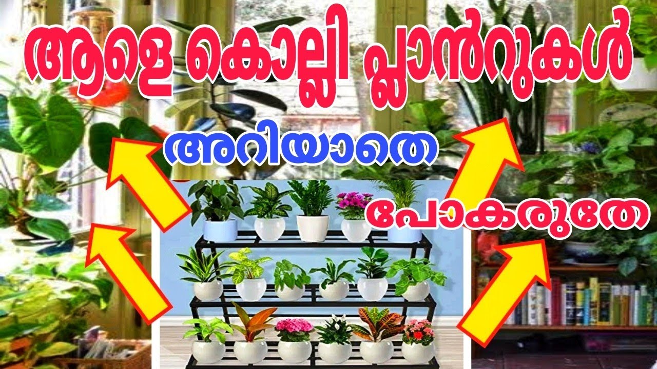 Poisonous Indoor plants| Must Know Facts - YouTube
