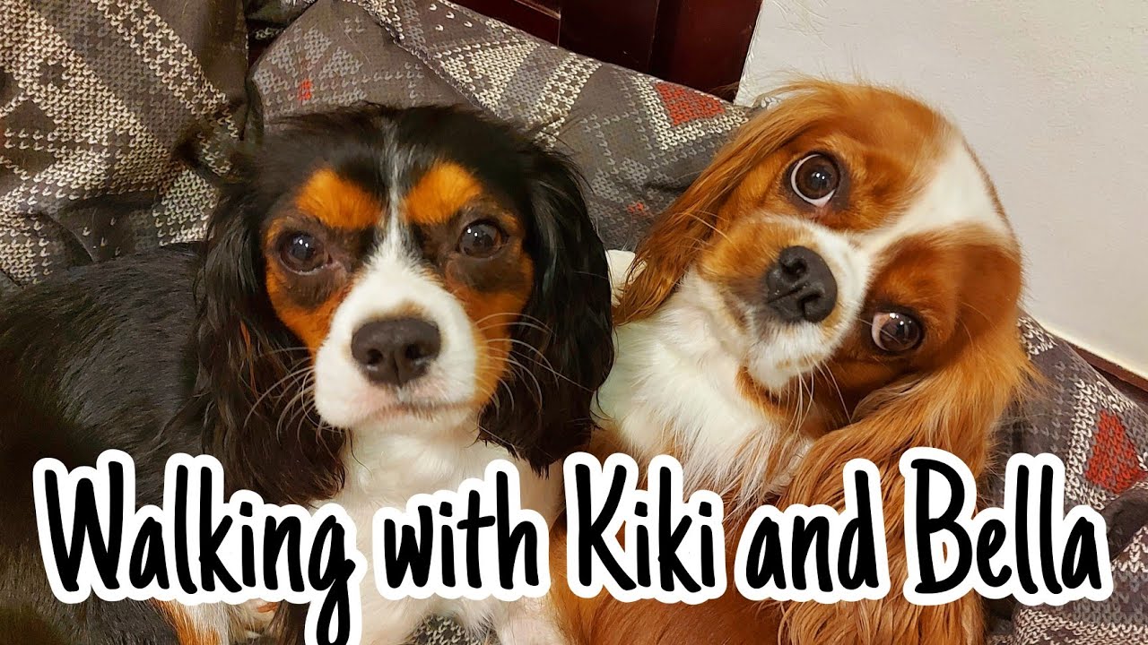 Walking with Kiki and Bella, strange bella but cute and funny - YouTube