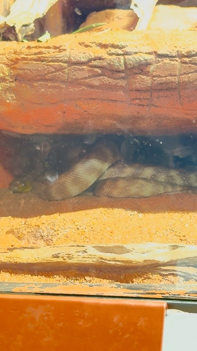 Woma Python glimpse | Aspidites ramsayi | Australia 🇦🇺 - YouTube
