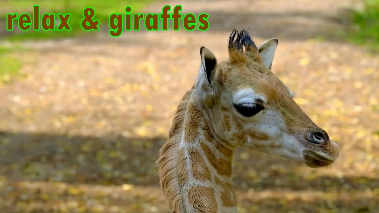 Calm relax music and giraffes - an hour to calm nerves, relieve stress ...