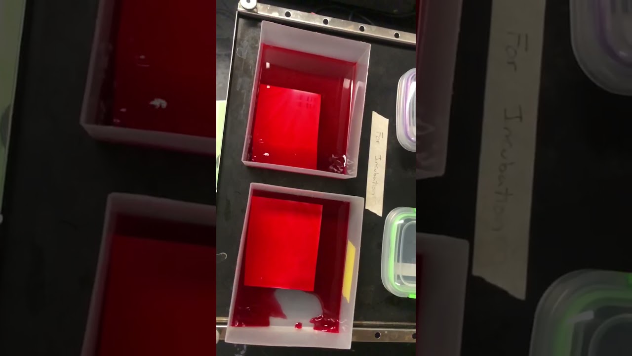 Ponceau Red Staining - YouTube