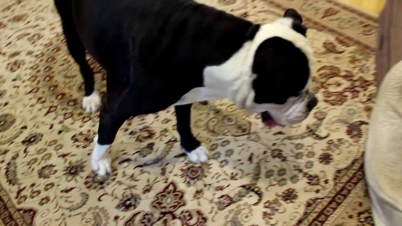 Dog Chasing Laser Pointer - YouTube