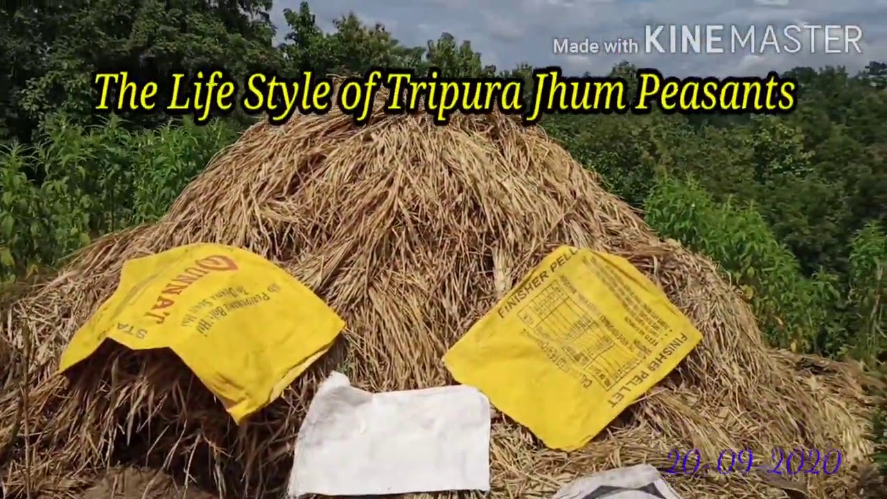 The life style of Tripura tribe's jhum peasants - YouTube
