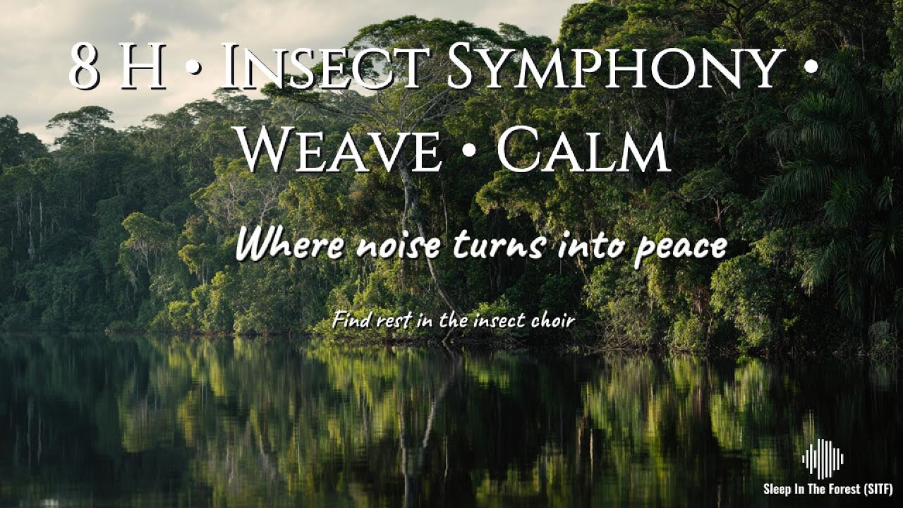 8 Hours of Morning Jungle Sounds for Peace, Relaxation & Stress Relief ...
