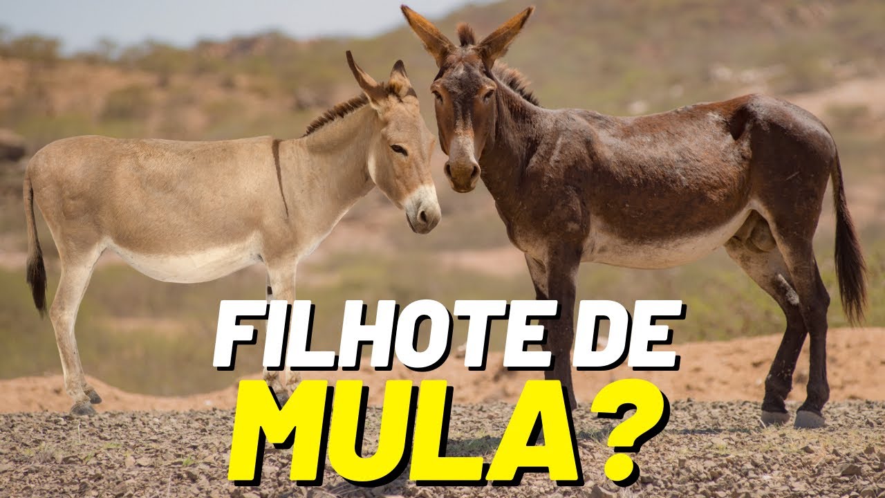 Mula e Burro pode ter filhote? - YouTube