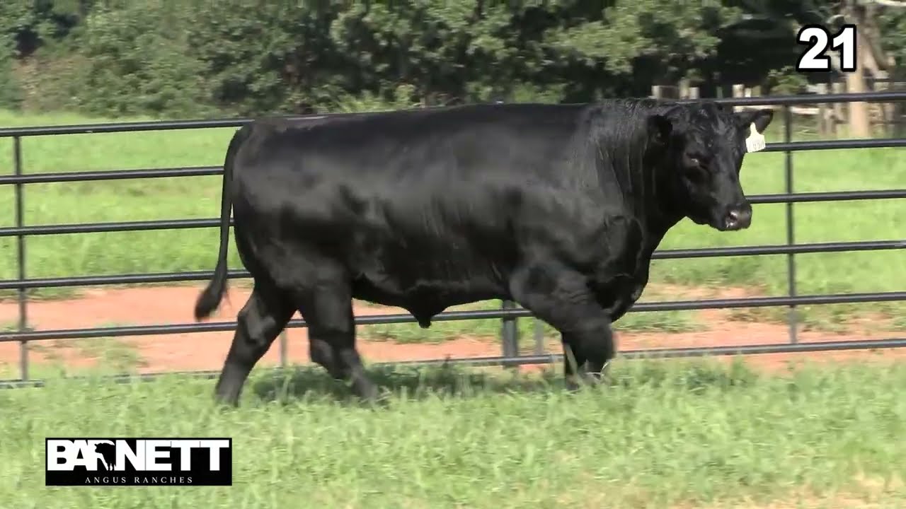 Barnett Angus Ranches Lot 21 - YouTube
