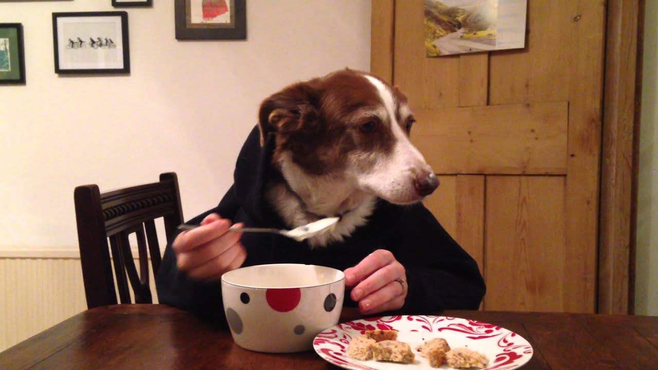 Poppy the dog eats at the table using her hands - YouTube