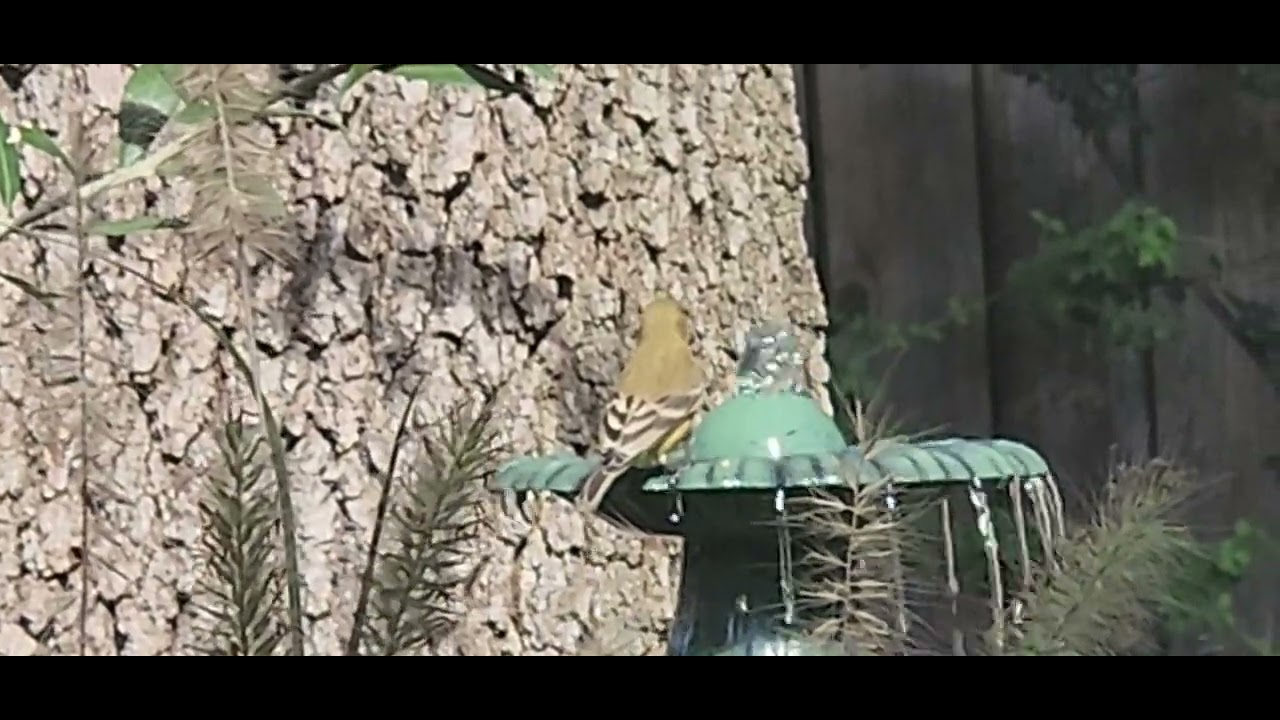 AMERICAN GOLDFINCH--What is this Bird? Back wings patterned, mid size ...