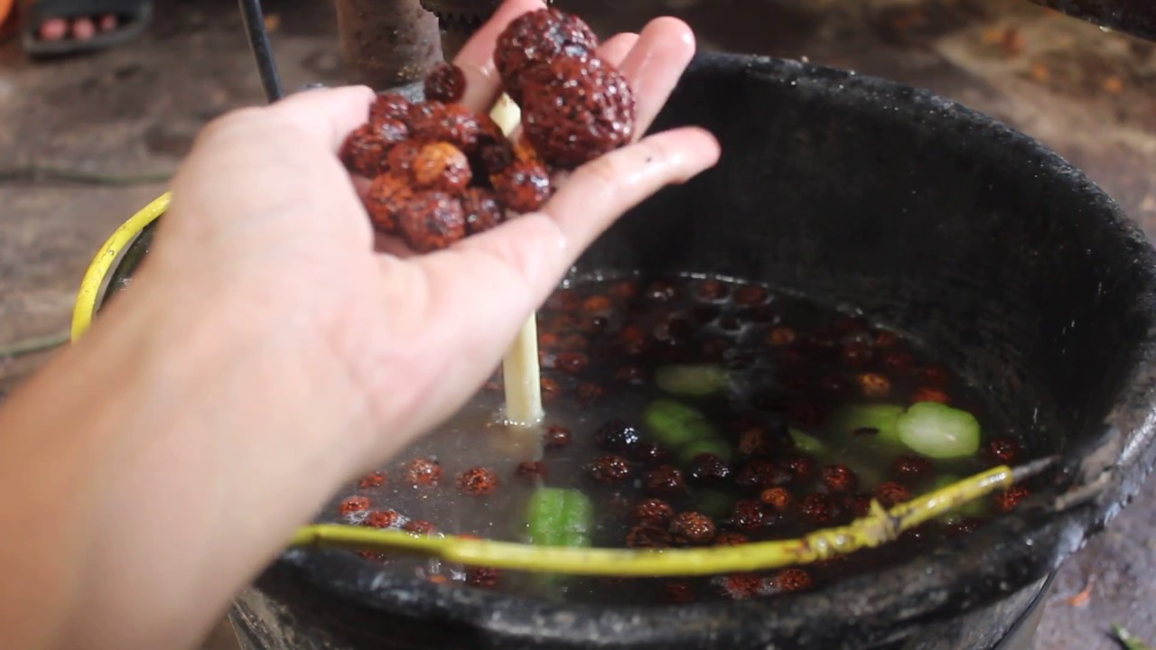 Jenitri - proses pembersihan biji jenitri - YouTube