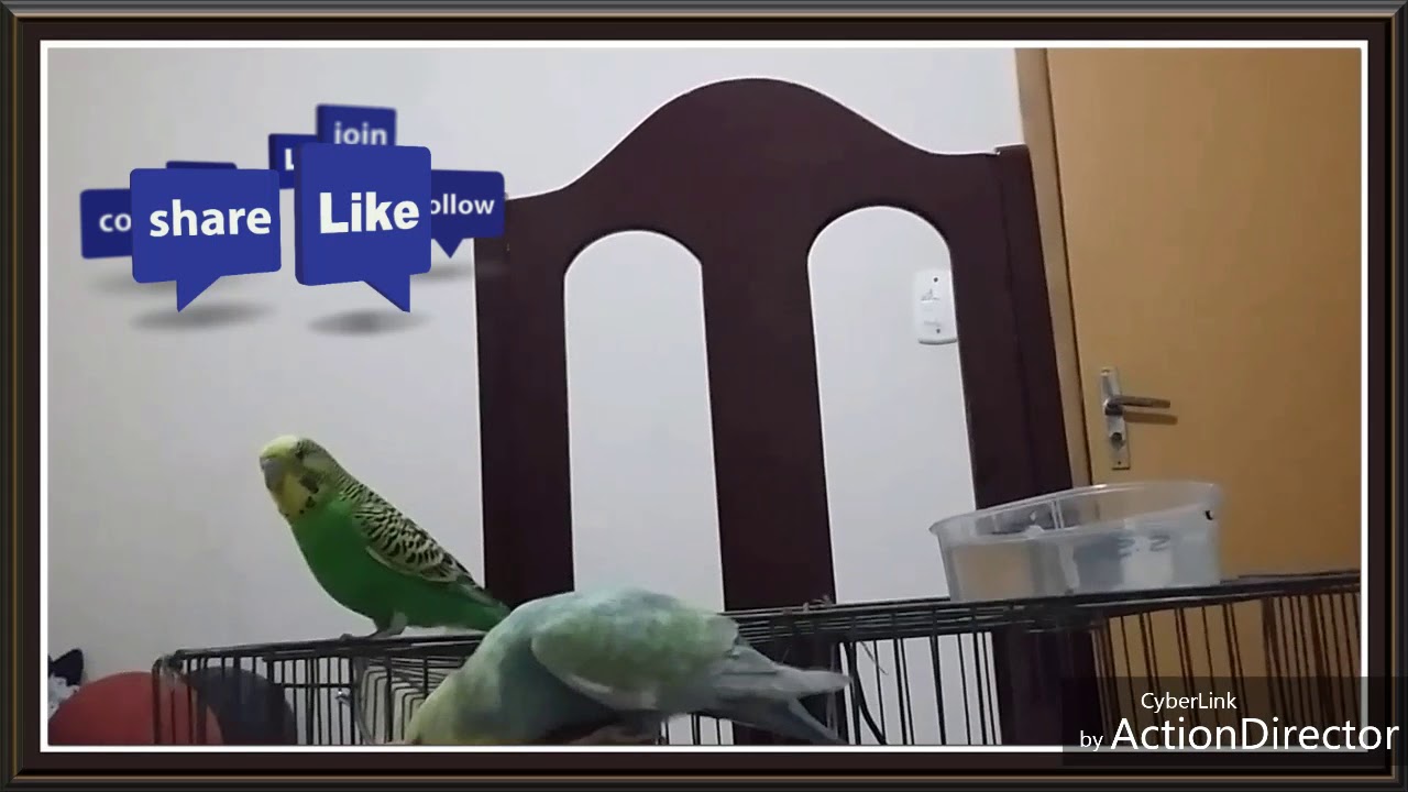 Birds life #3 - YouTube
