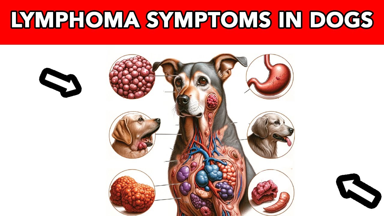 Understanding Lymphoma in Dogs: Symptoms, Treatment, and Care ...