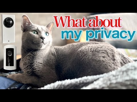 [Russian Blue] Comparison of which camera is suitable for cats | Kotetsu cat
