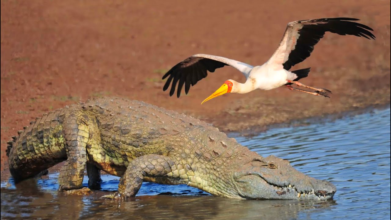 CROCODILES AND BIRDS FIGHTING over fish (English, 4K) in Kruger ...