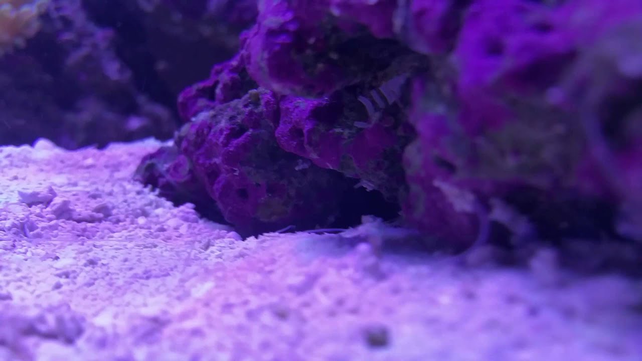 Live sand bed with worms! - YouTube