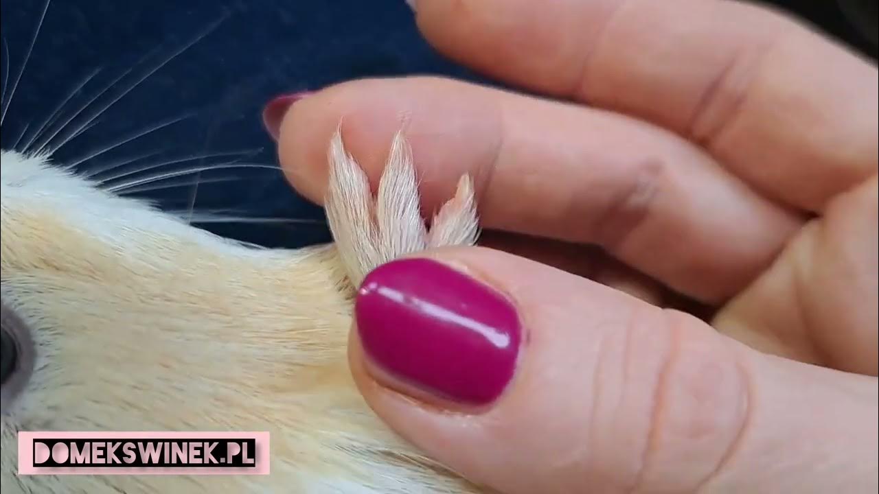 Jak obcinać pazury kawii domowej ?🙌 - YouTube