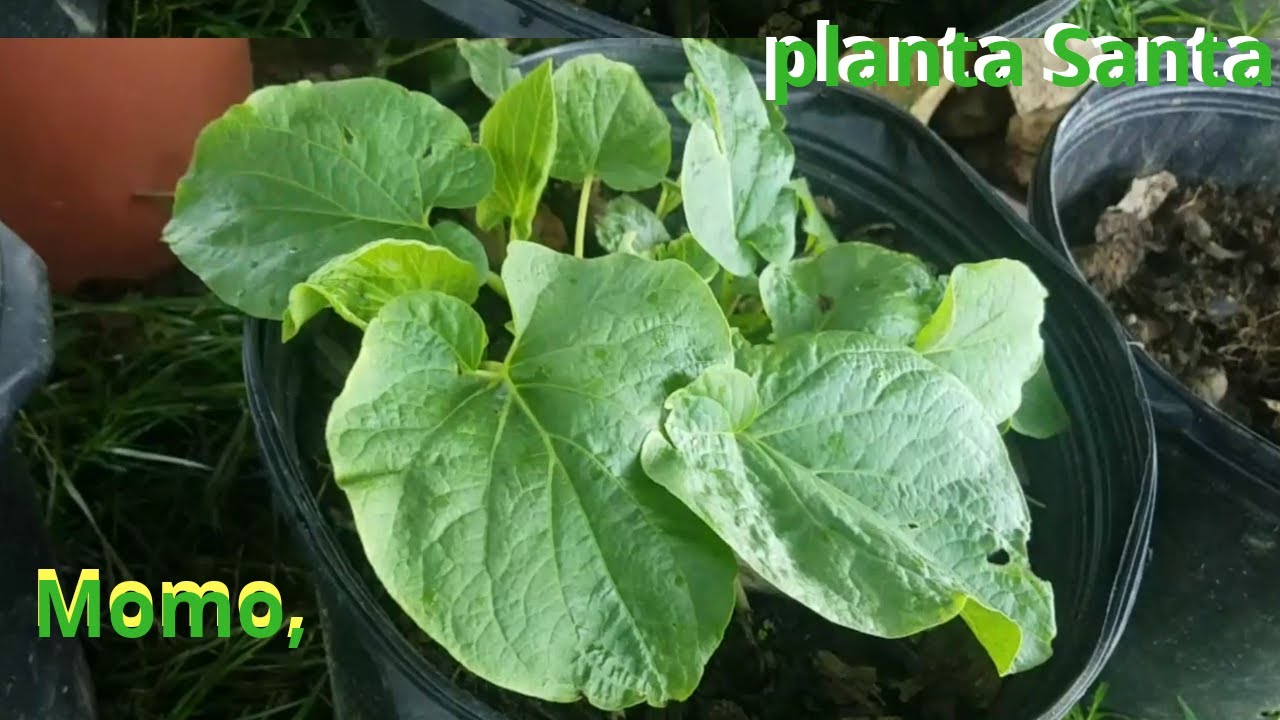 Plantas de Hierba Santa De mi Guatemala, Hojas Natural Santa, Momo ...