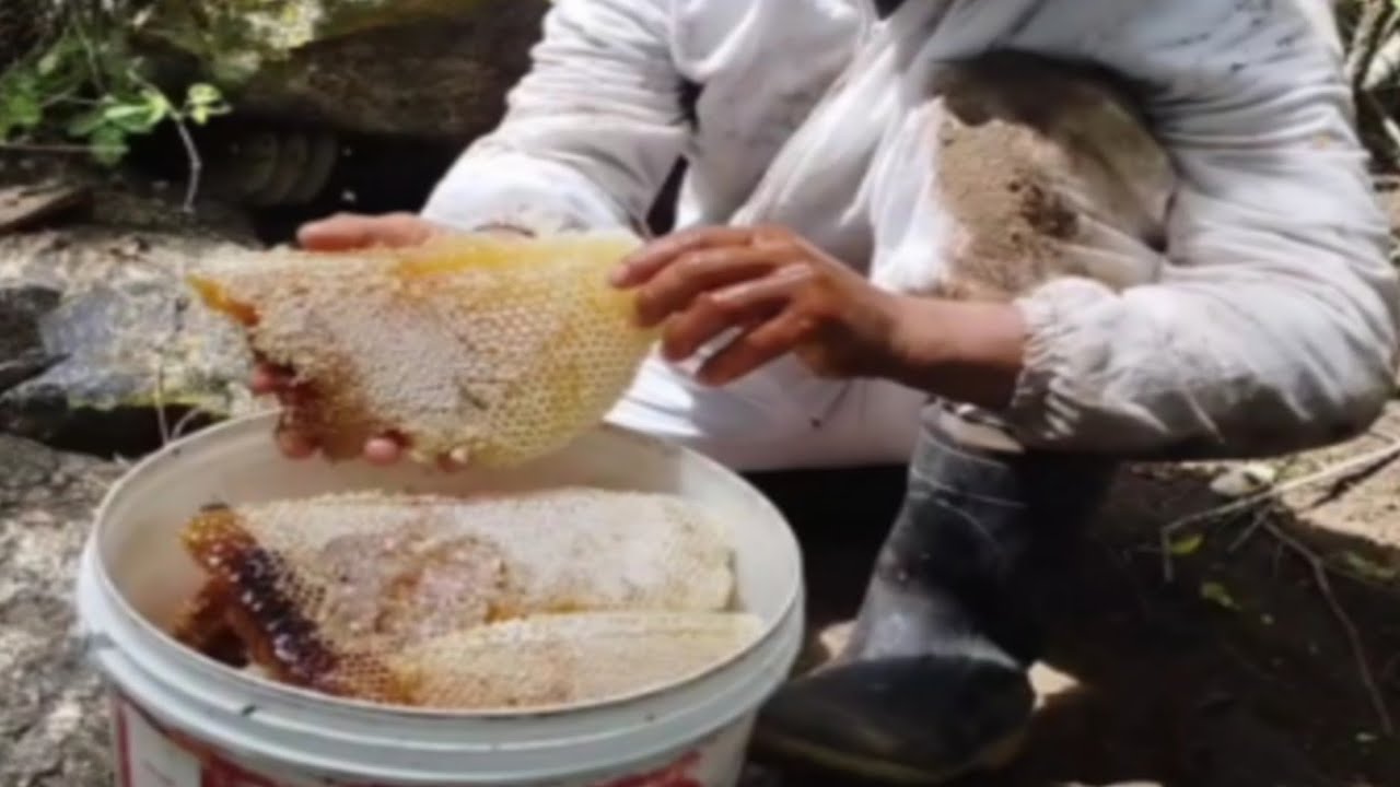 MAS UMA TIRADA DE MEL BOA, ESSA ABELHA TAVA PELA BOCA DE MEL 🍯😱 ...