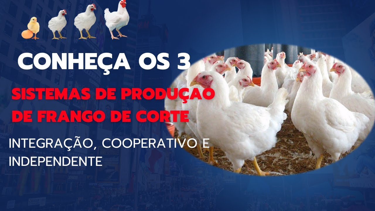 Conheça os 3 principais Sistemas de frango de corte no Brasil! - YouTube