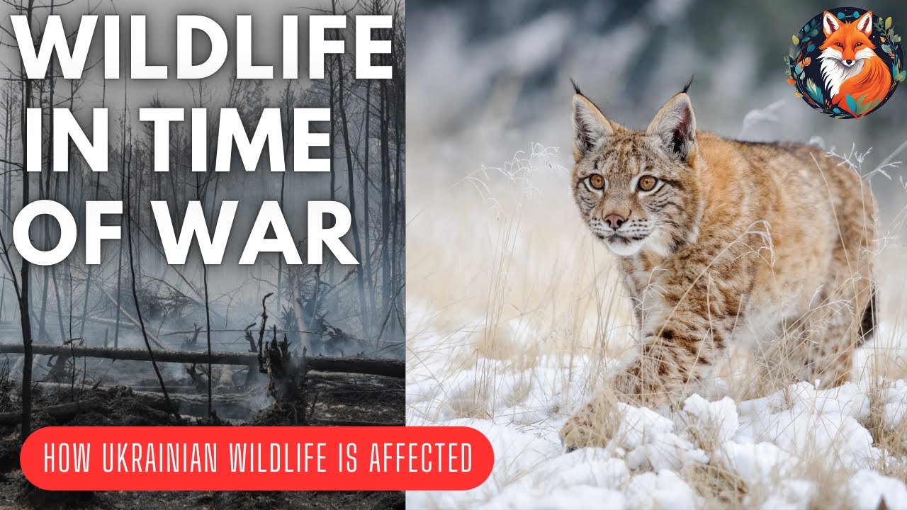 Wildlife in War: How Ukraine’s Animals Are Fighting to Survive - YouTube
