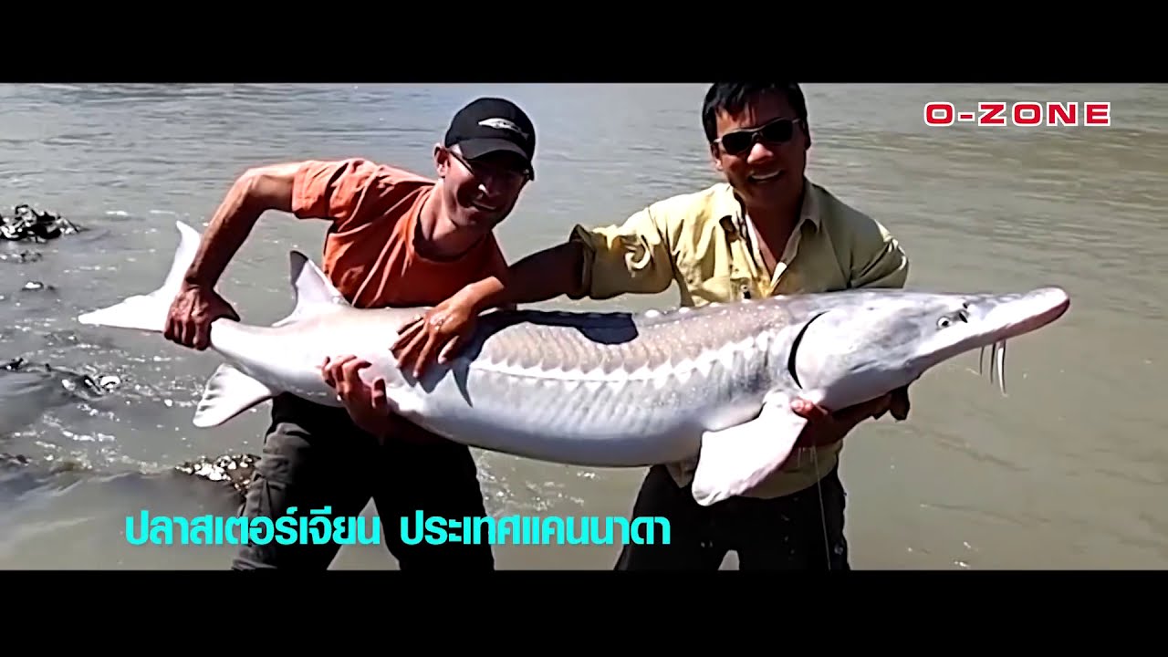 FC Monster Chronicle ::: ประวัติแบรนด์ FC Monster - YouTube