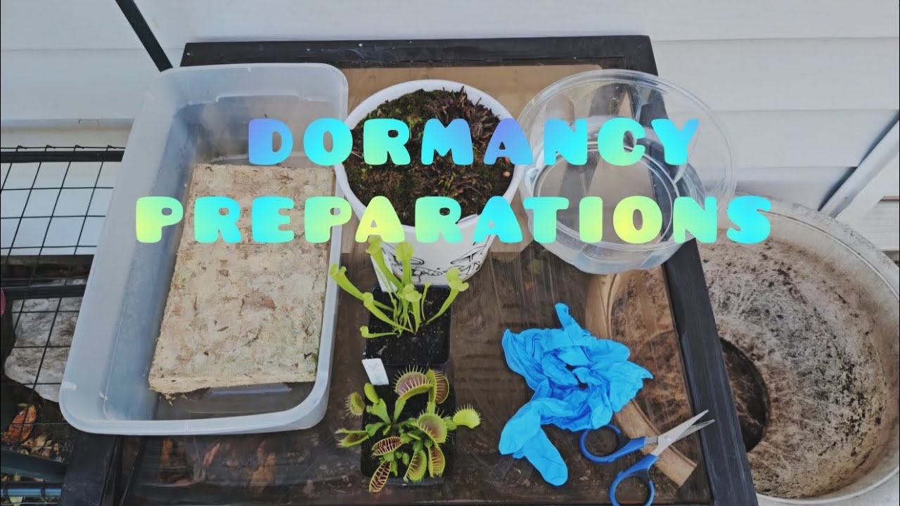 DORMANCY PREPARATIONS (REFRIGERATOR METHOD) - YouTube