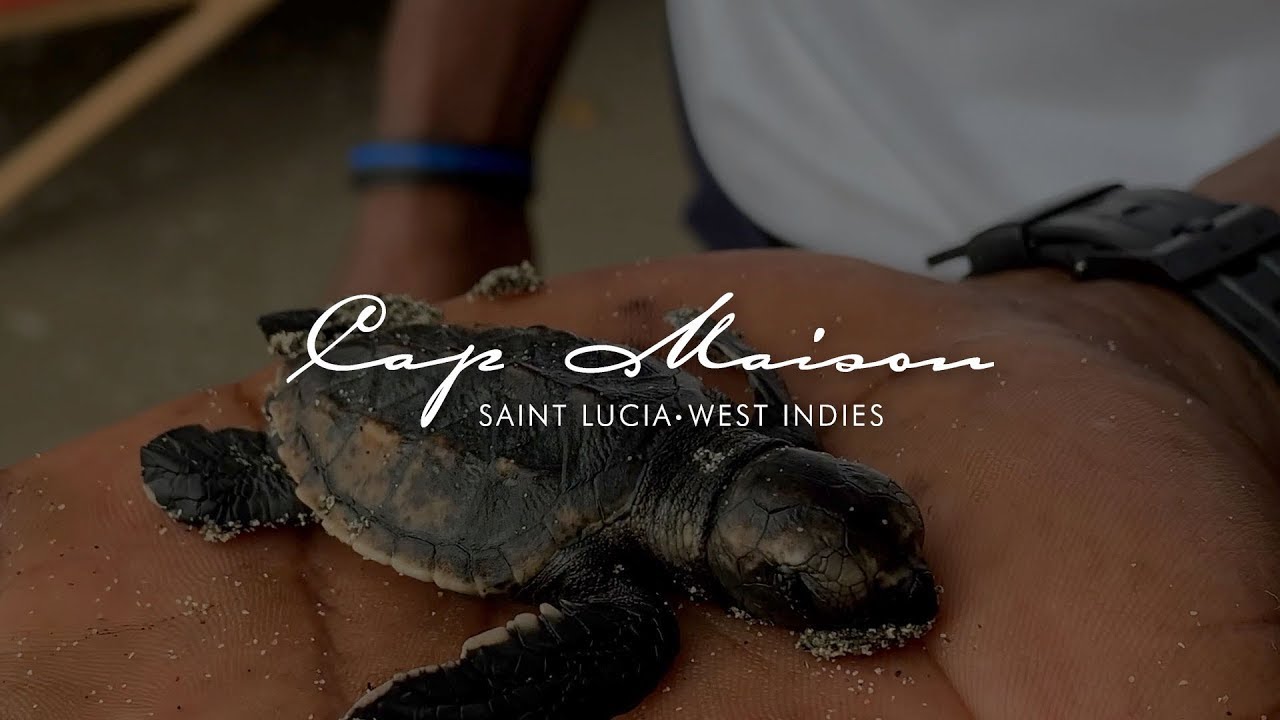 Cap Maison St Lucia Experiences - Turtle Hatchings - YouTube