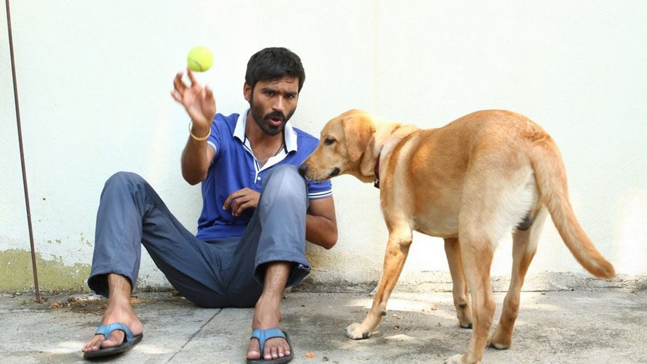 Velai Illa Pattathari (VIP)- Tamil Movie Pics - Dhanush , Amala Paul ...