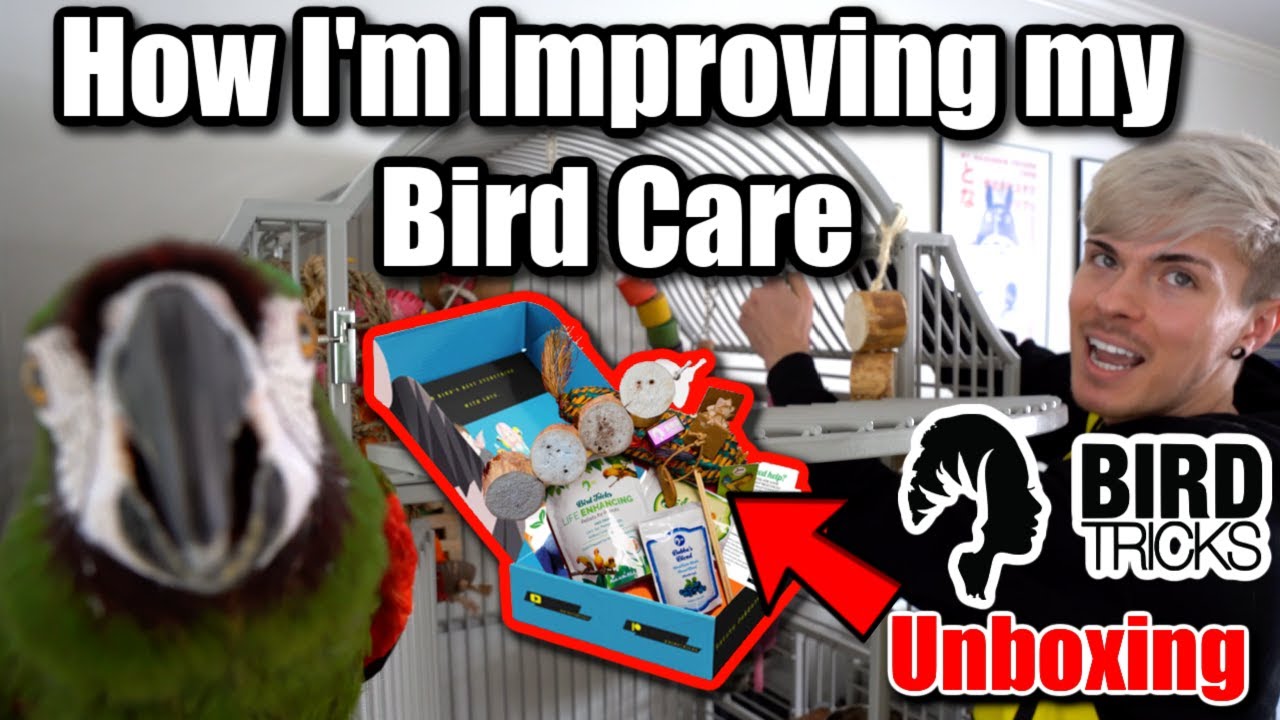 Big Changes I'm Making with my Parrots! + BirdTricks Sampler Box Unboxing - YouTube